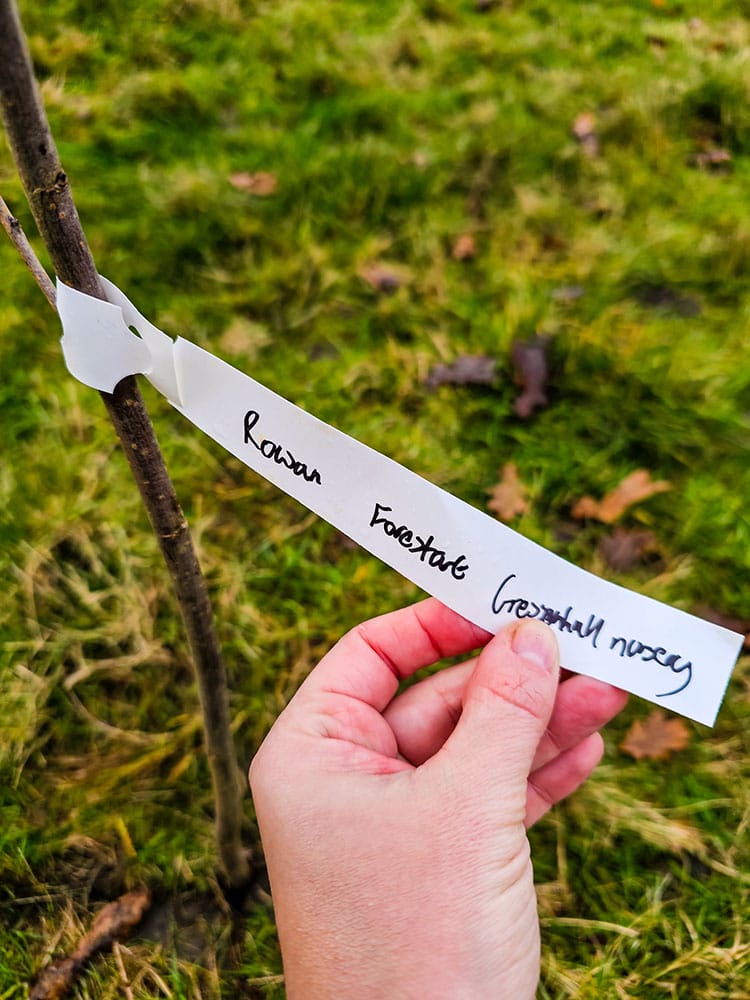 Busseys Community Tree Grant for Norfolk | Busseys.co.uk